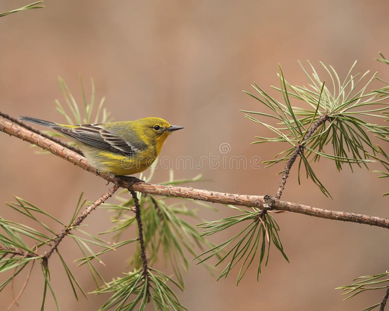 Colorful Pine Warbler Perched on a Pine Tree Stock Photo - Image of kentucky, march: 366142486