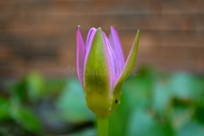 Pink Budding Waterlily Flower Stock Photo - Image of aquatic, bright ...