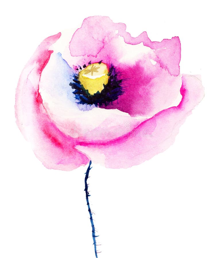Colorful Pink Poppy Flowers Stock Illustration - Illustration of ...