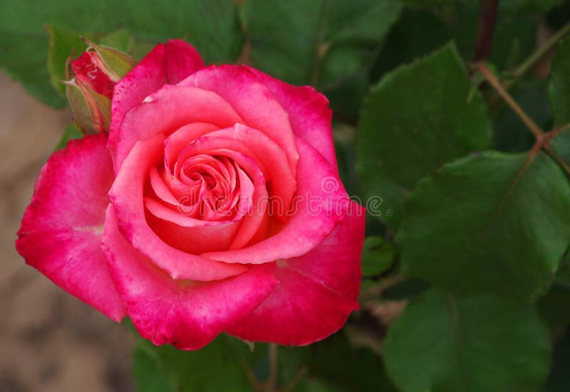 Colorful Pink Rose Blooming Stock Image - Image of romance, outdoor ...
