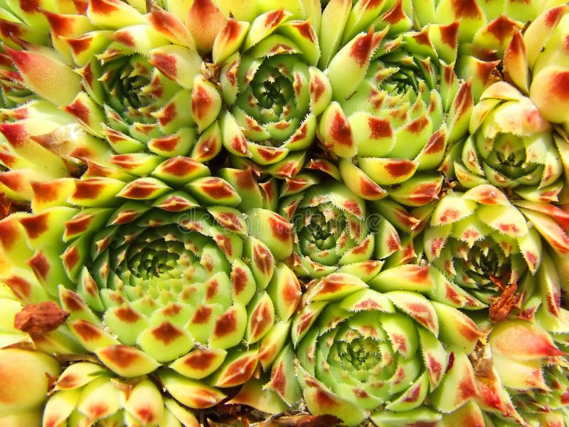 Colorful Plant Picture. Image: 1822588