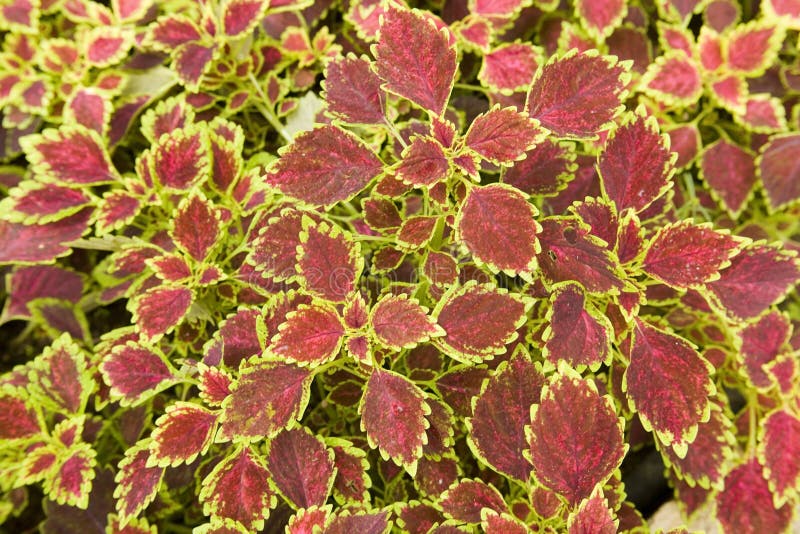 Colorful plant leaves stock image. Image of variegation - 1583475
