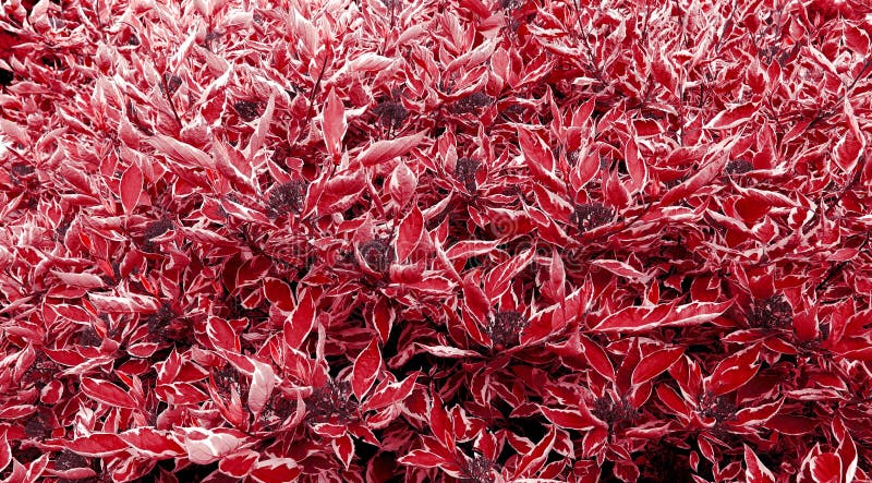 Colorful plants background stock photo. Image of illustrated - 159549354