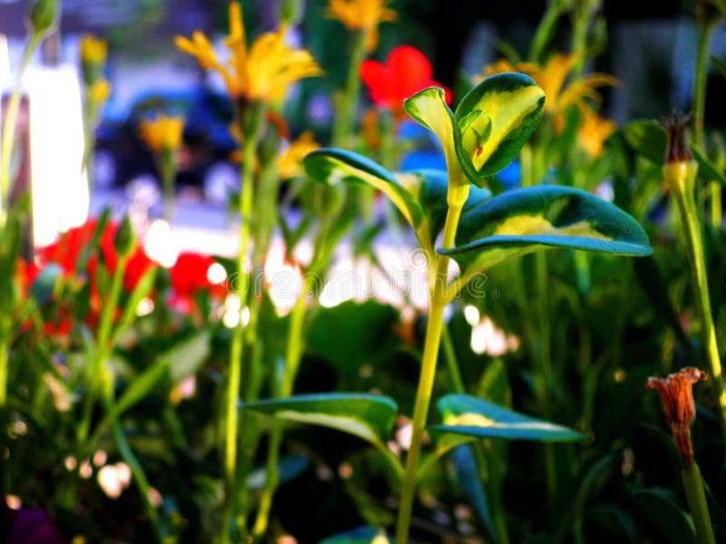 Spring Flowers sprouting stock photo. Image of bloom - 77779794