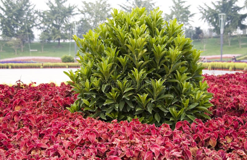 Colorful plants in park stock photo. Image of colors, scenic - 6710836