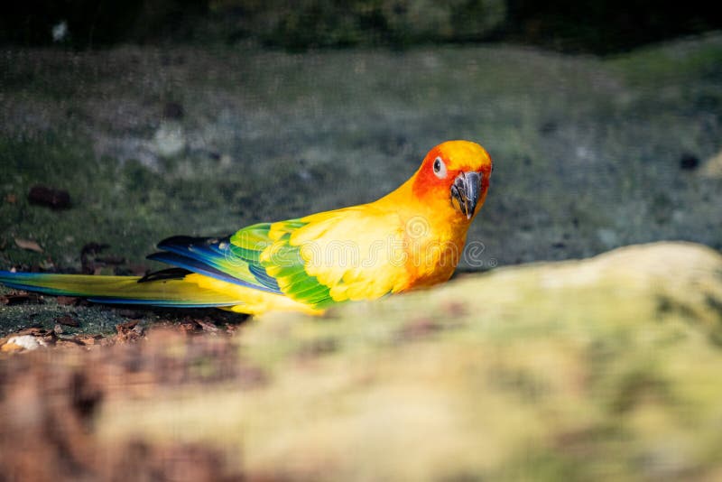 Colorful plumage stock image. Image of cute, beauty - 241364051