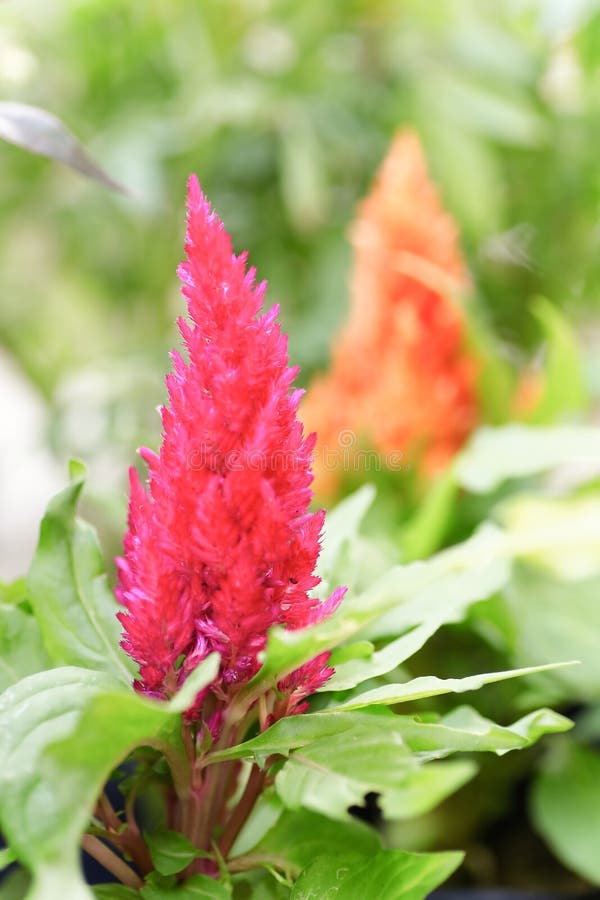 Colorful of Plumed Cockscomb Flower Stock Image - Image of beautiful ...