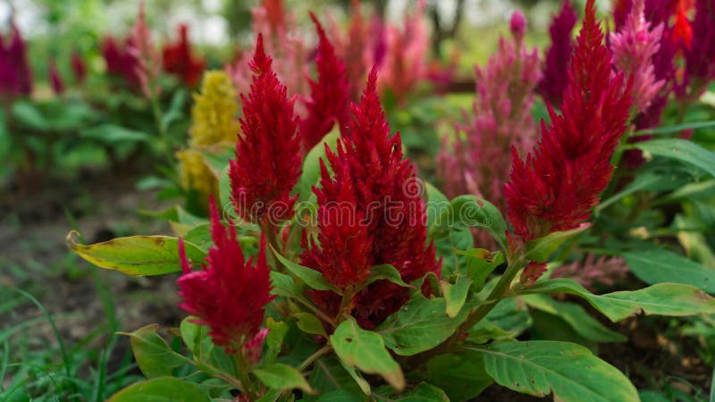 Colorful Plumed Cockscomb Flower. Stock Photo - Image of argentea ...