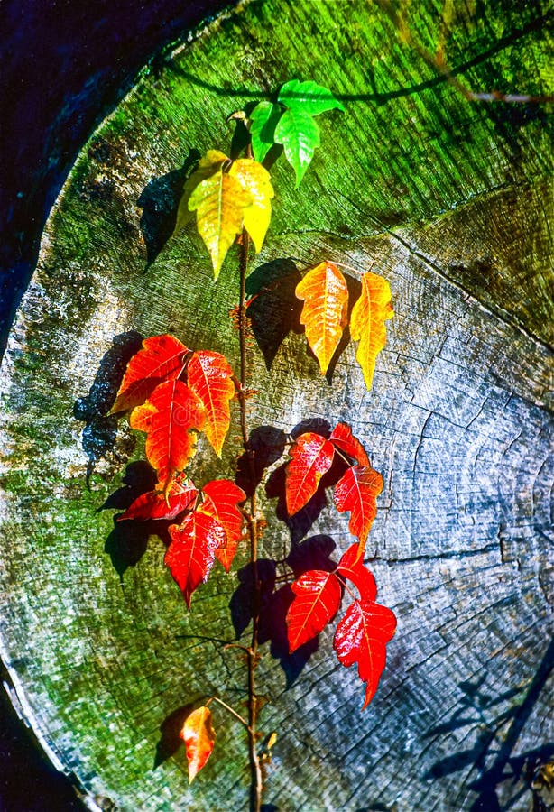 Colourful Poison Ivy on Tree Stump Stock Image - Image of stump ...