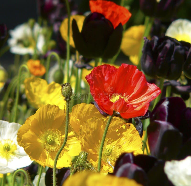 Colorful poppies stock photo. Image of poppy, californian - 6453320