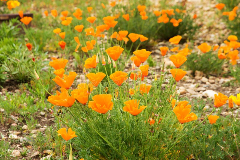 Colorful poppies stock photo. Image of closeup, colour - 40805434