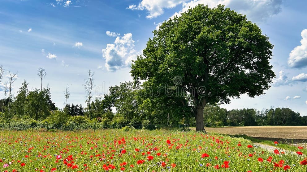 Poppy field in spring stock image. Image of blue, details - 334685709