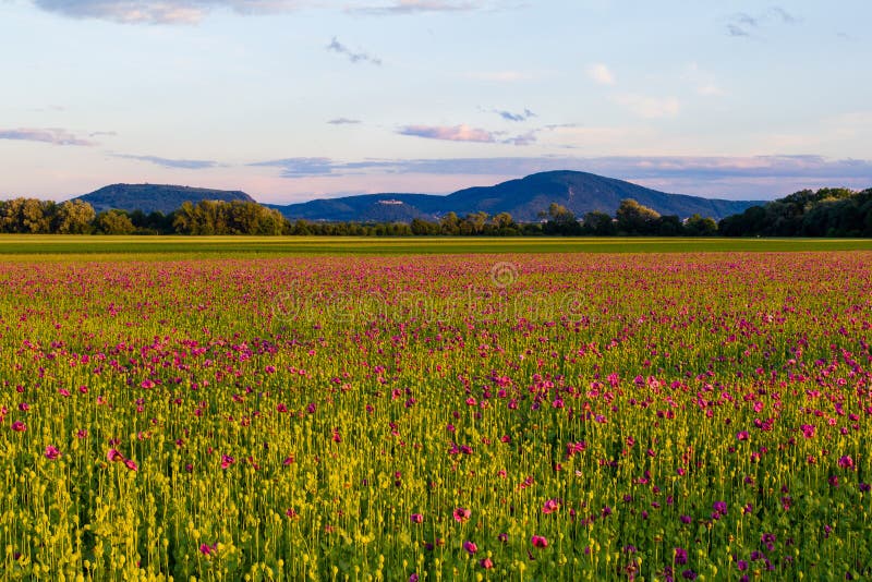 Colorful poppy field stock photo. Image of adventure - 68759268