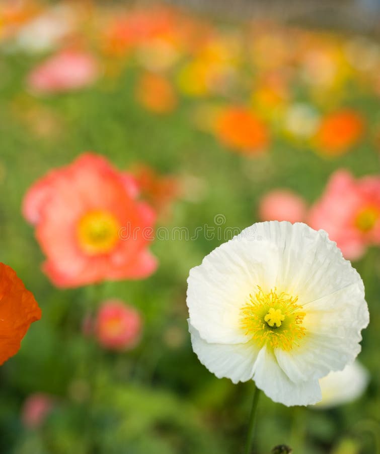 30,200 Colorful Poppy Flowers Stock Photos - Free & Royalty-Free Stock ...