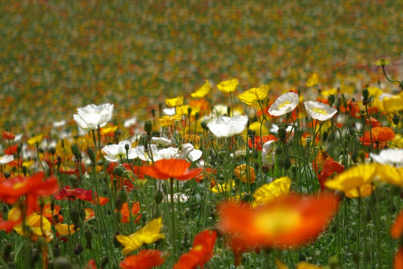 Colorful poppy flowers stock image. Image of blooms, flourishing - 39560169