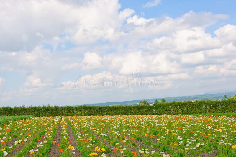 Colorful poppy flowers stock image. Image of still, detail - 14740583