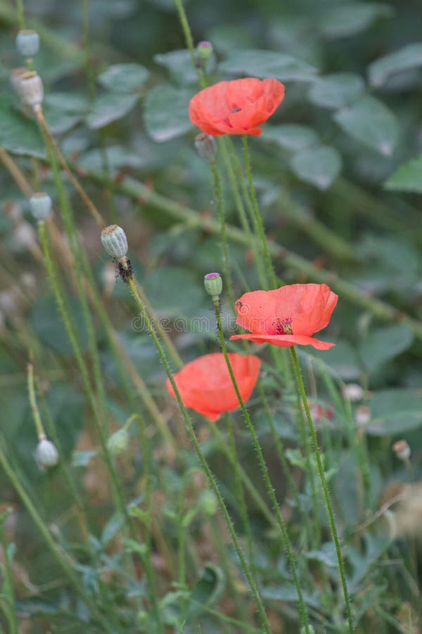 Colorful Poppy Flowers in a Garden Stock Photo - Image of garden ...