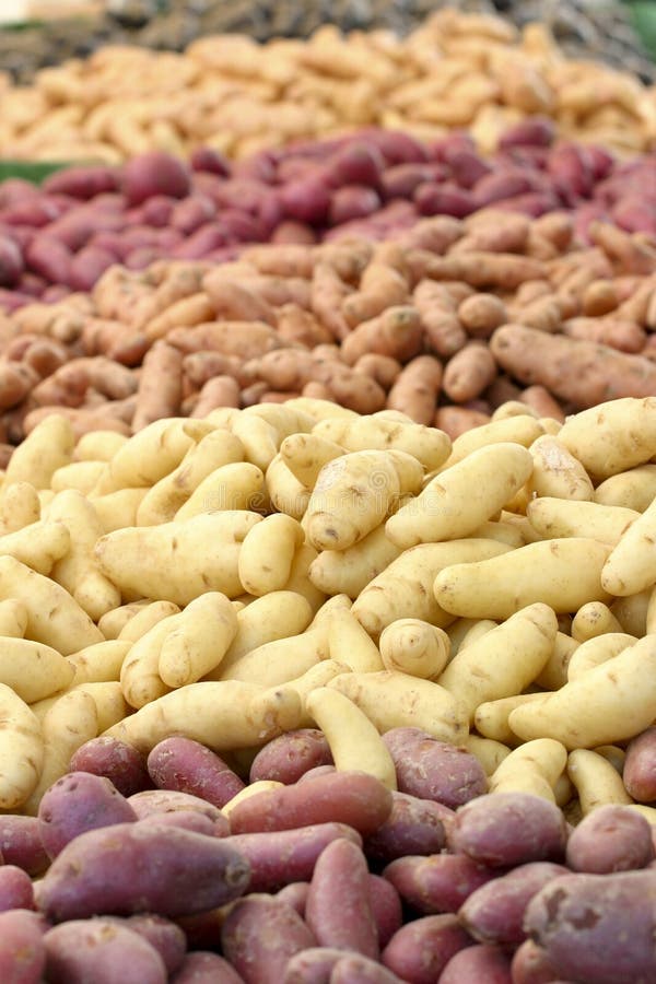 Multi-colored Fingerling Potatoes at an Outdoor Farmers Market. Stock ...