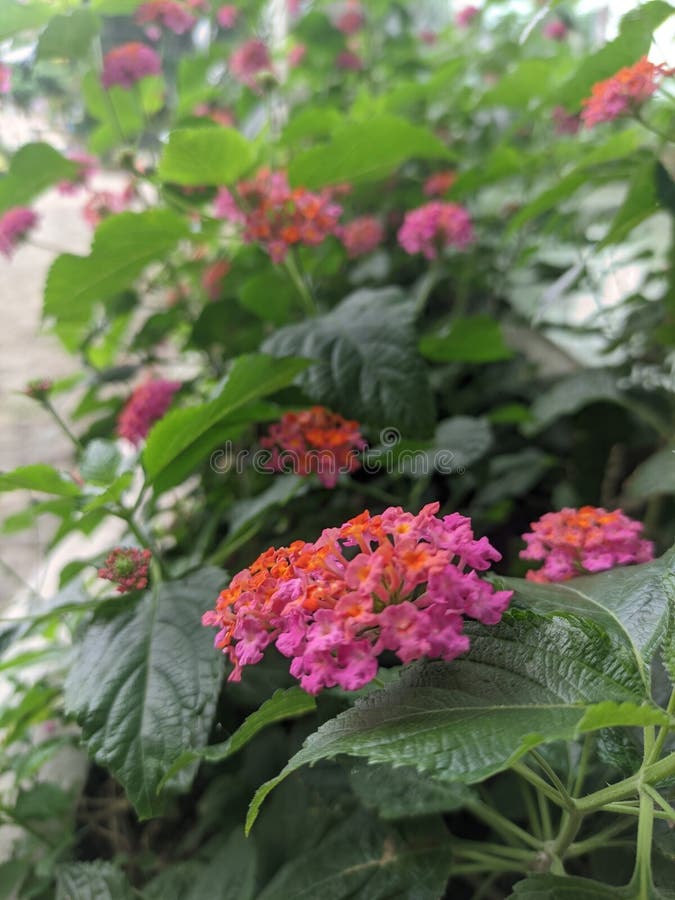 Colorful Power Chicken Dung Flowers Stock Photos - Free & Royalty-Free ...