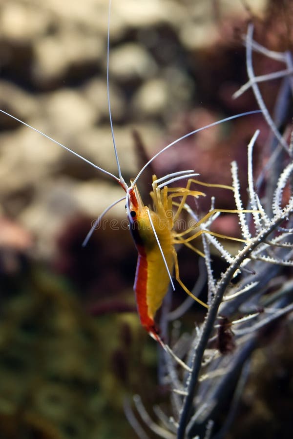 Colorful prawn stock image. Image of exotarium, sand, life - 6093767