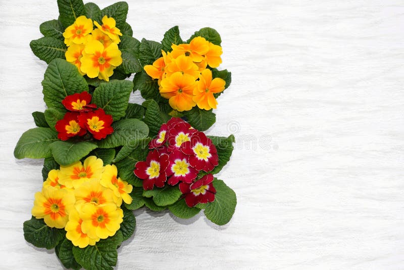 Colorful Primrose Flowers (Primula Acaulis) Stock Photo - Image of ...