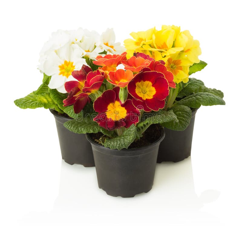 Colorful Primrose in Pot Isolated on White Background Stock Photo ...