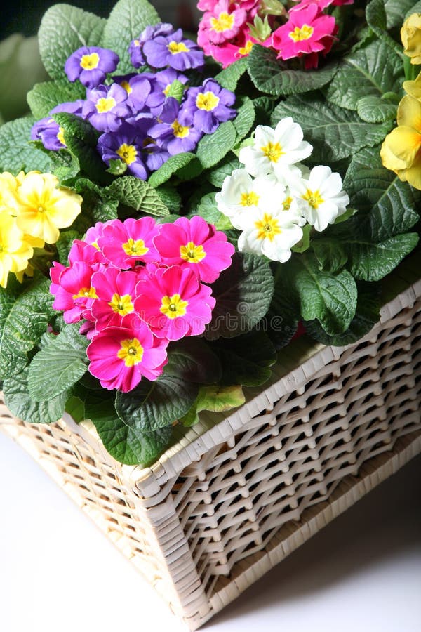 Colorful Primroses in the Basket Stock Image - Image of botany, plant ...