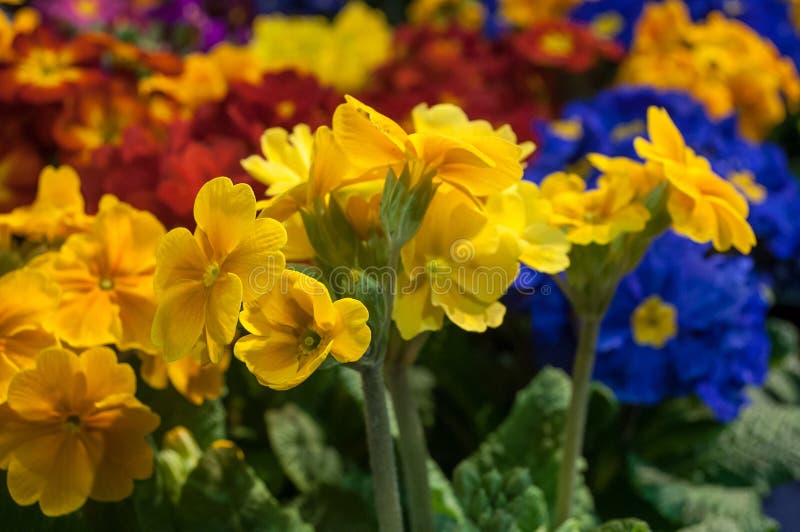 Colorful Primroses at Florist Stock Image - Image of bunch, nature ...