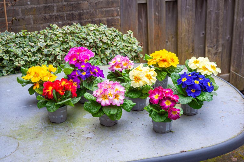 Colorful Primroses on a Table. Stock Photo - Image of bloom, bright ...