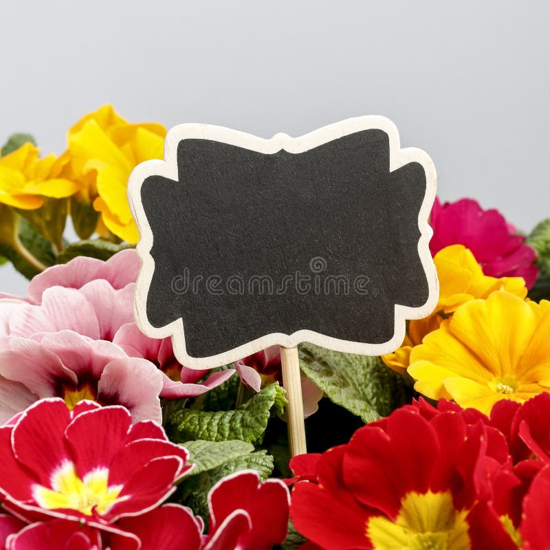 Colorful Primula Flowers and Blank Blackboard Label Stock Photo - Image ...