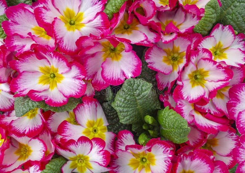 Colorful primula flowers stock photo. Image of yellow - 177260536