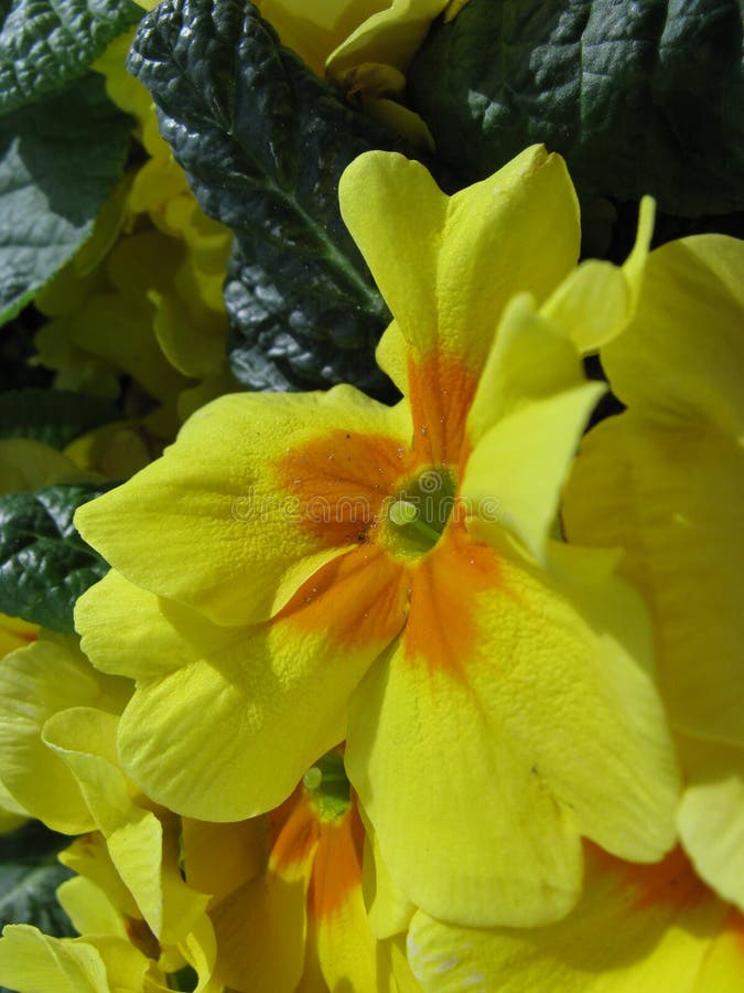 Colorful Primula Plants in Spring Stock Photo - Image of cowslip ...
