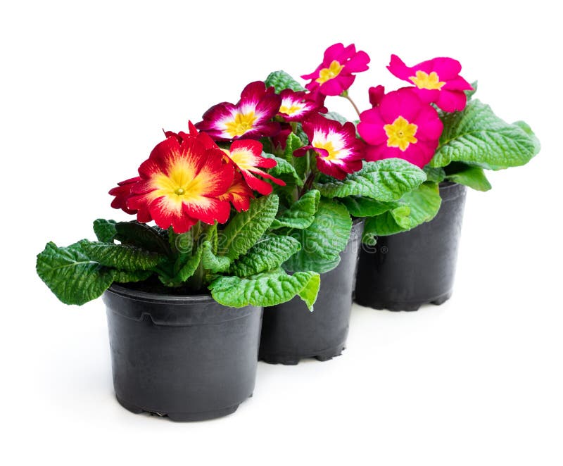Colorful Primulas in Black Pots Isolated on White Stock Photo - Image ...