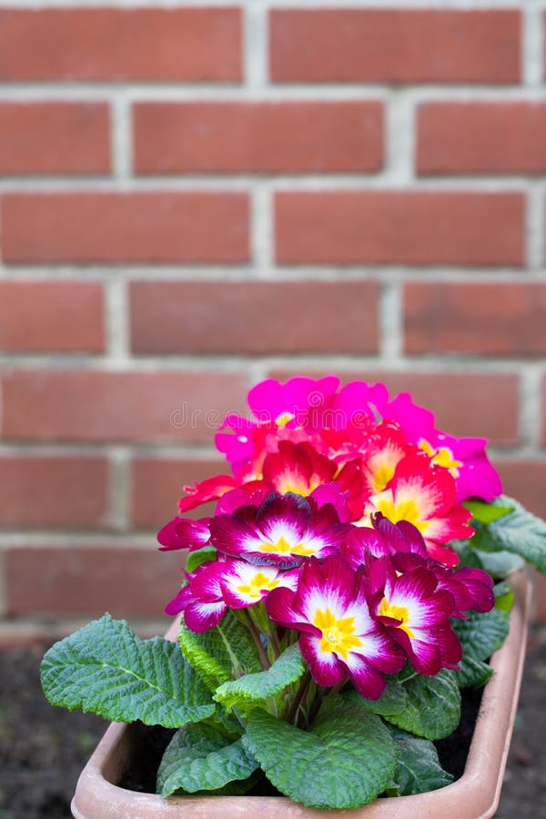 Colorful Primulas in Flower Pot Outdoor Stock Photo - Image of soil ...