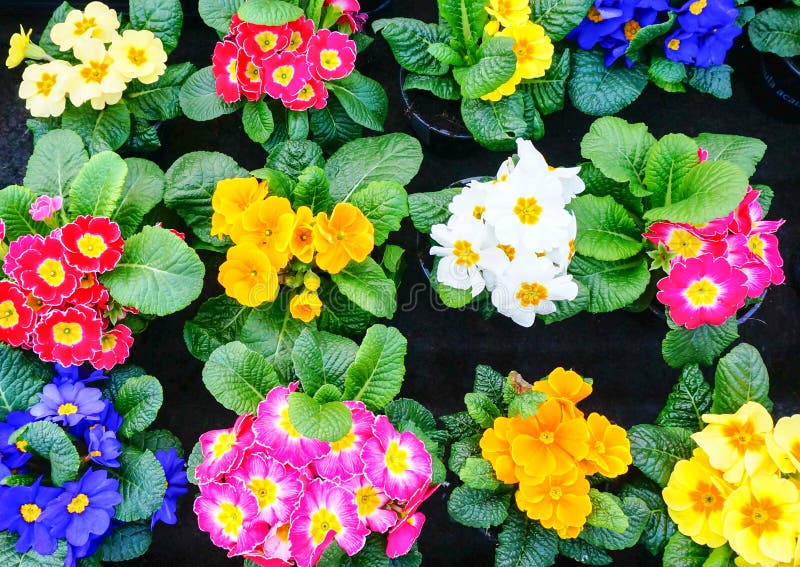 Colorful Primulas in Spring Stock Image - Image of natural, freshness ...