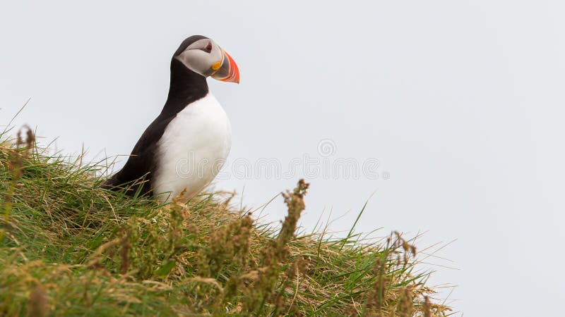 Colorful Puffin Isolated in Natural Environment Stock Image - Image of ...