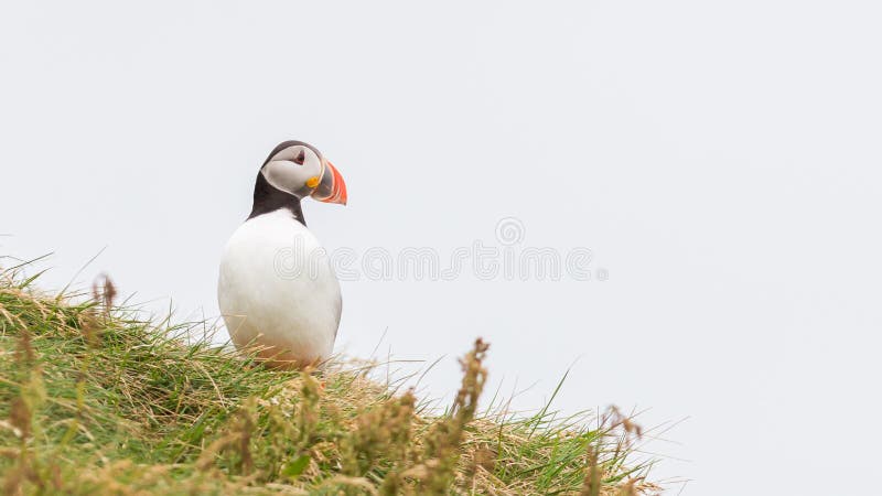 Colorful Puffin in Natural Environment Stock Image - Image of orange ...