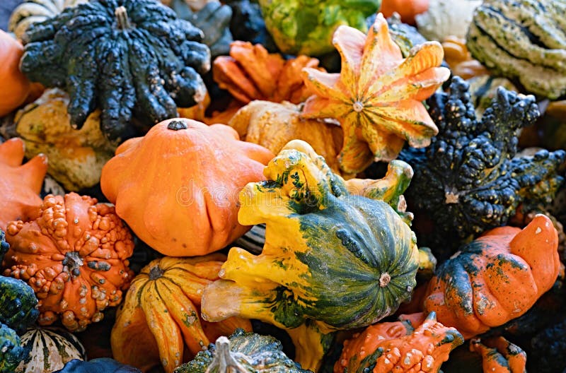 Colorful Pumpkin Selection for Halloween Stock Image - Image of produce ...