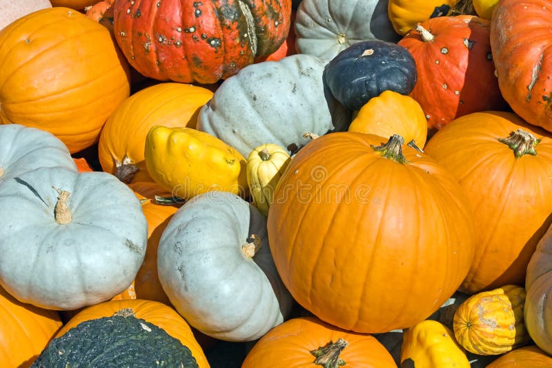 Colorful pumpkins stock photo. Image of colourful, fall - 10705622