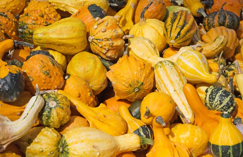 Colorful pumpkins stock photo. Image of colourful, fall - 10705622