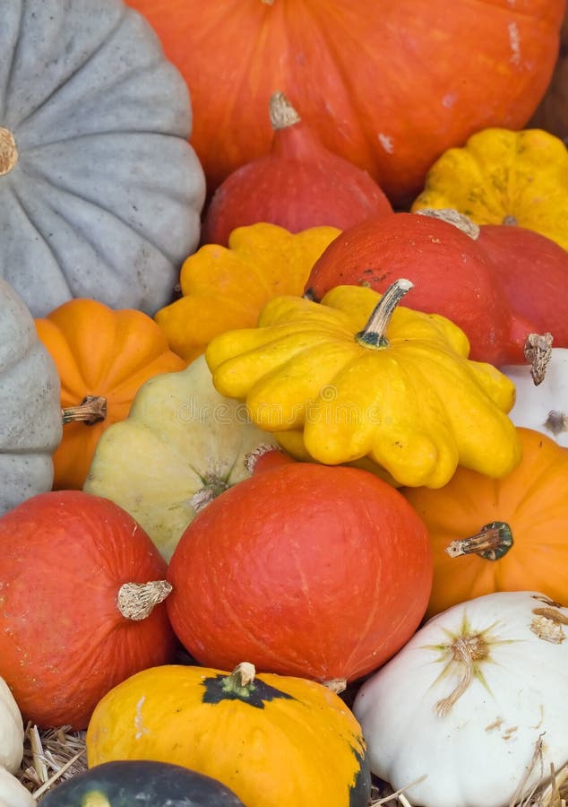 Colorful pumpkins stock photo. Image of colourful, fall - 10705622