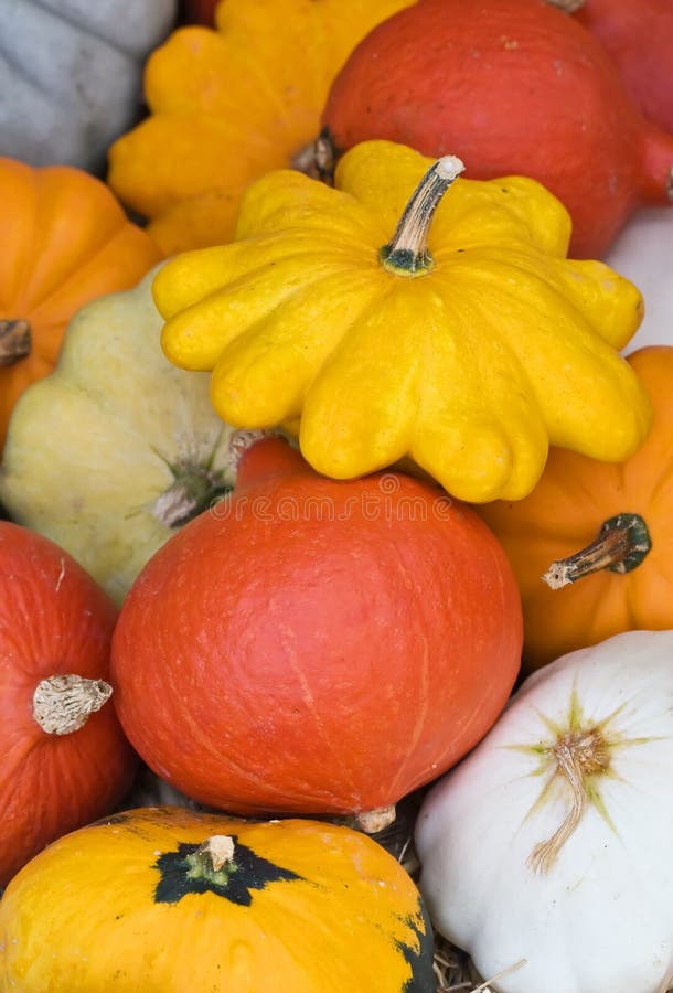 Colorful pumpkins stock photo. Image of colourful, fall - 10705622