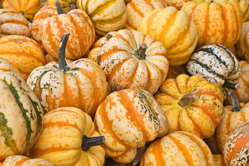 Colorful pumpkins stock photo. Image of colourful, fall - 10705622