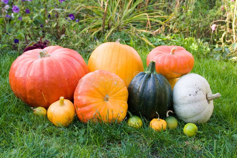 Colorful pumpkins stock image. Image of cucurbit, background - 11084807