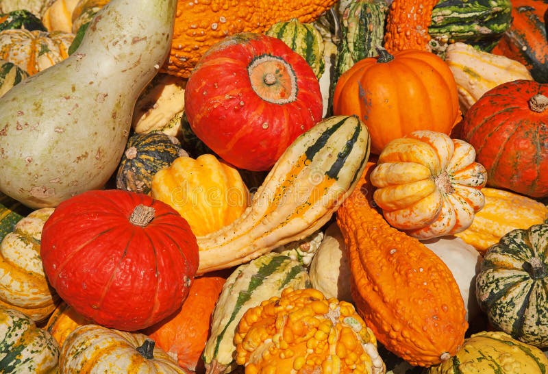 Colorful pumpkins stock photo. Image of food, autumn - 19958030