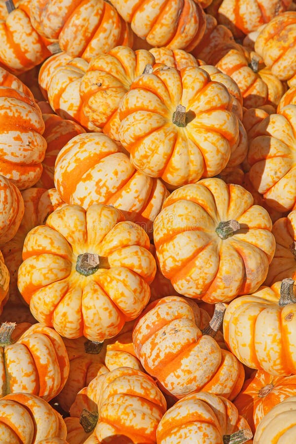 Colorful pumpkins stock photo. Image of colourful, fall - 10705622