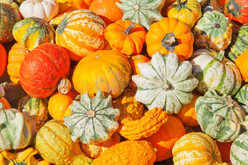 Colorful pumpkins stock image. Image of market, agriculture - 21504753