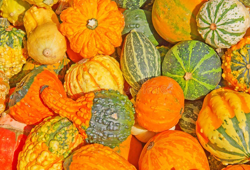 Colorful pumpkins stock image. Image of farming, diversity - 26747371
