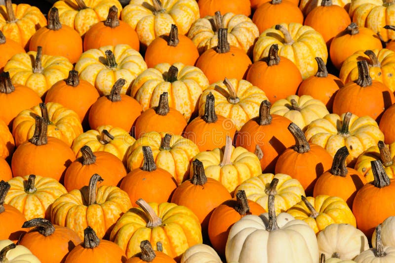 Colorful Pumpkins stock image. Image of pumpkin, diversity - 26754941
