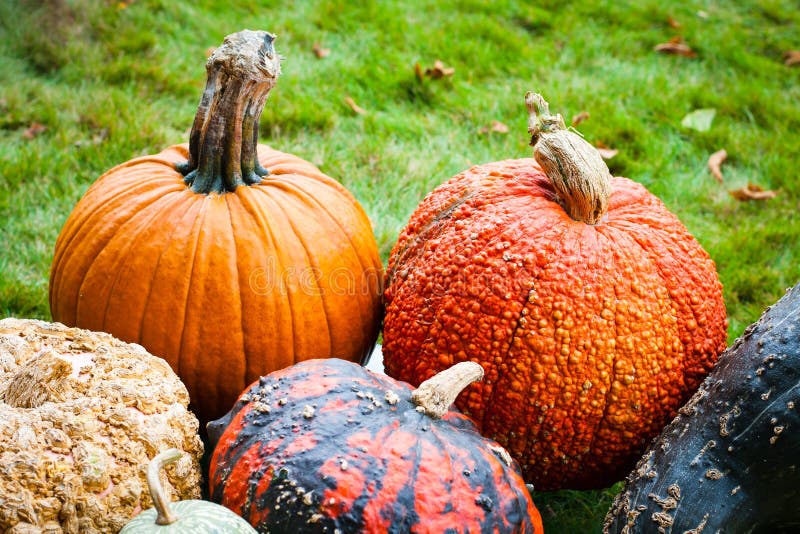 Colorful pumpkins stock image. Image of background, little - 27202571